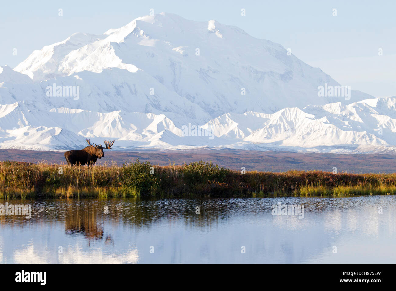 Moose (Alces alces) bull in fall at tundra pond, Mount Denali, Denali ...