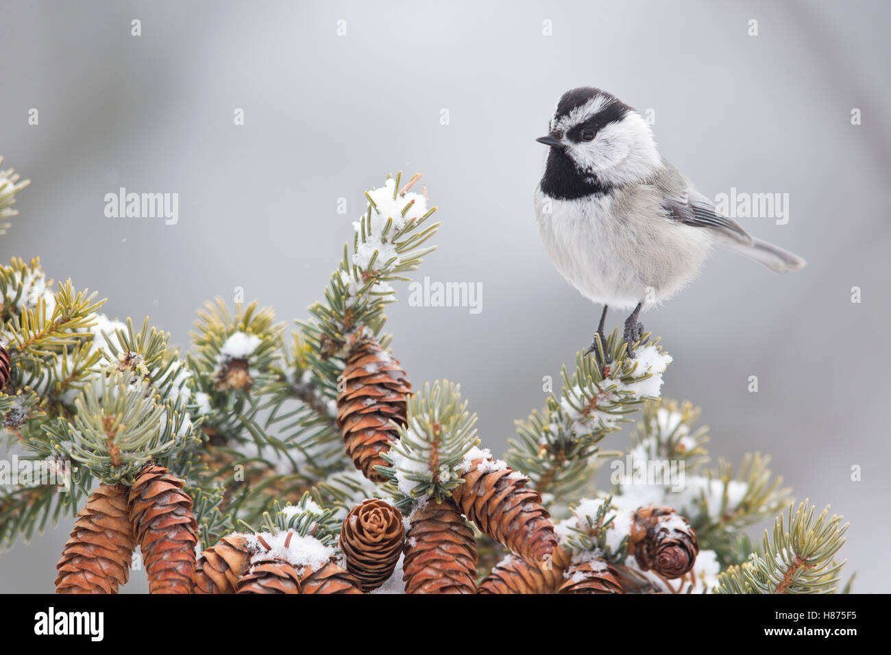 Mountain Chickadee (Poecile gambeli), western Montana Stock Photo - Alamy