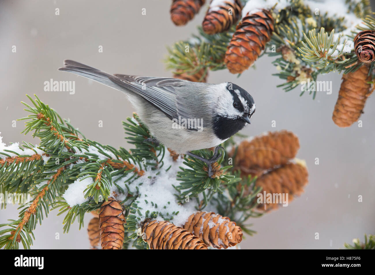 Mountain Chickadee (Poecile gambeli), western Montana Stock Photo - Alamy