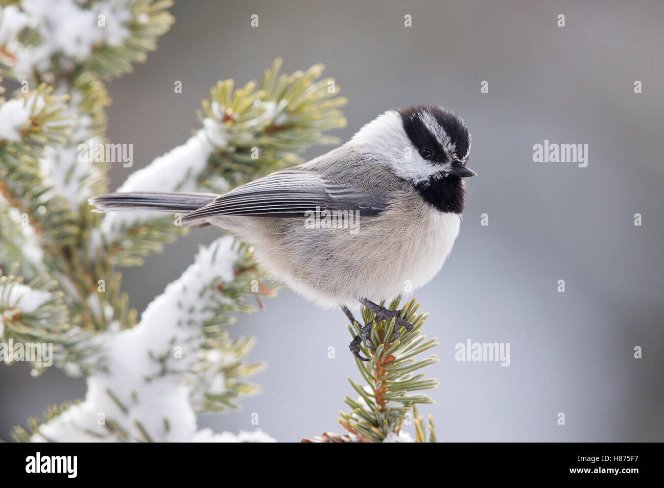 Mountain Chickadee (Poecile gambeli), western Montana Stock Photo - Alamy