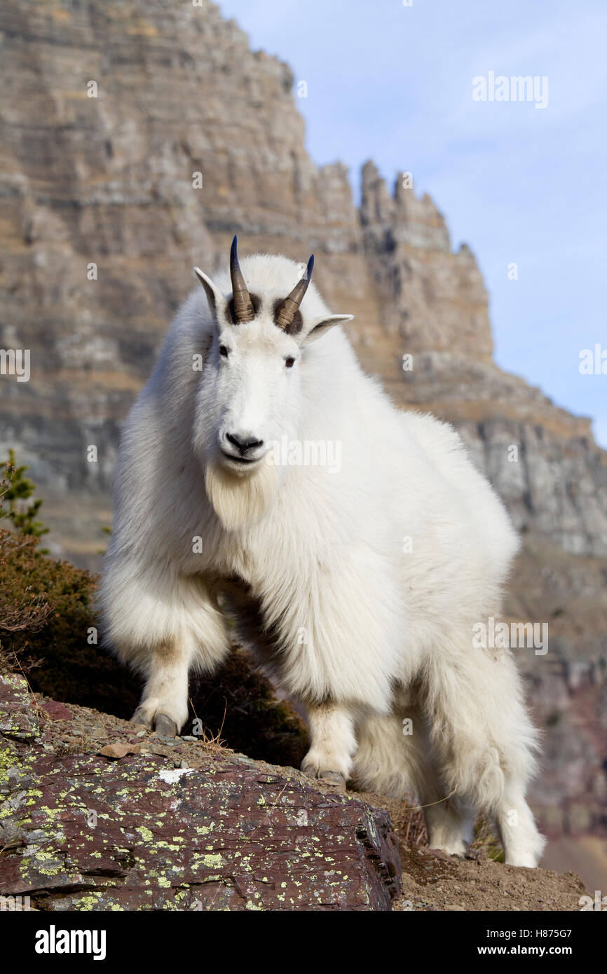 Mountain Goat (Oreamnos americanus) male, Glacier National Park ...