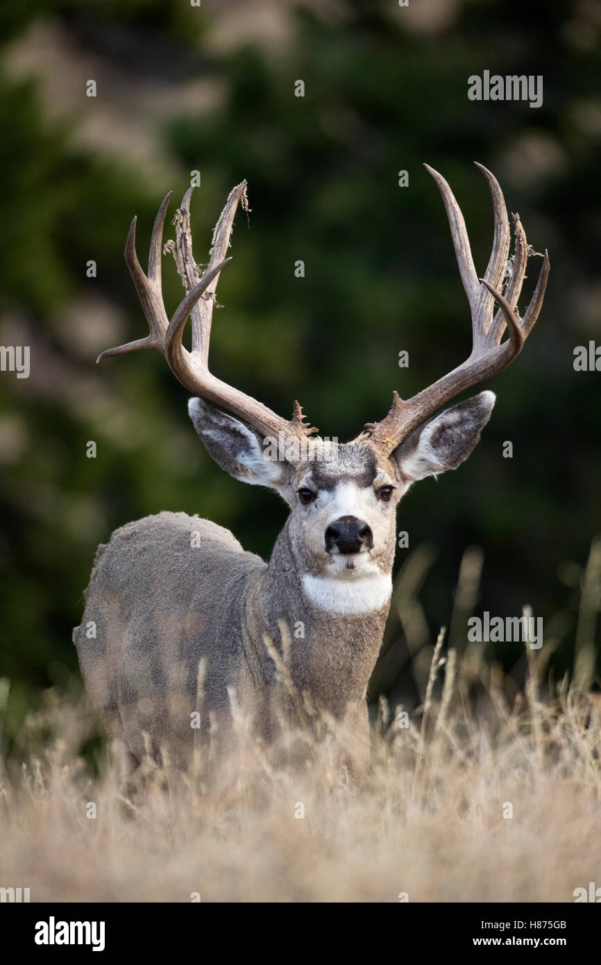 Mule Deer (Odocoileus hemionus) buck, western Montana Stock Photo - Alamy