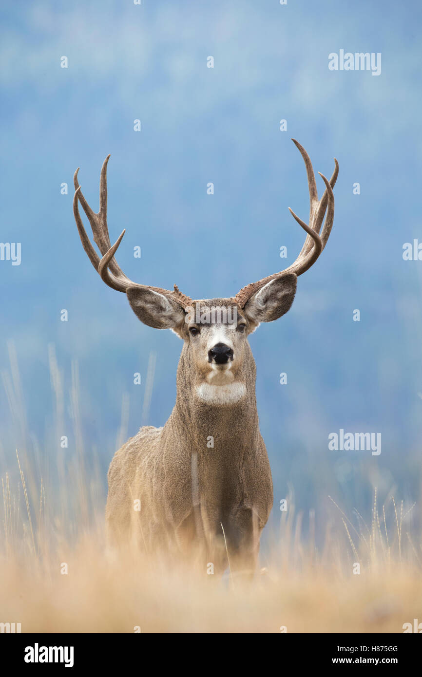 Mule Deer (Odocoileus hemionus) buck, western Montana Stock Photo - Alamy