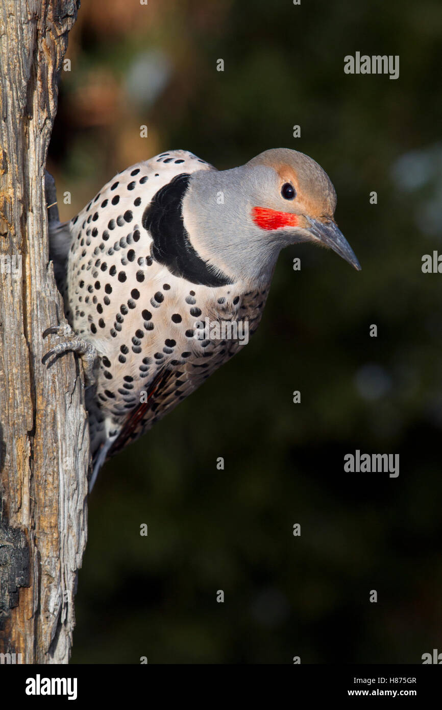 Northern Flicker (Colaptes auratus) male, western Montana Stock Photo ...