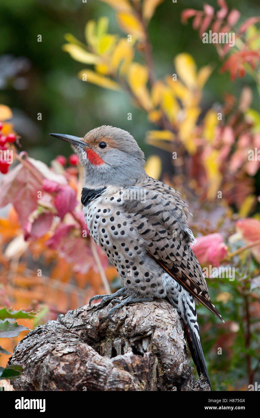 Northern Flicker (Colaptes auratus) male, western Montana Stock Photo ...