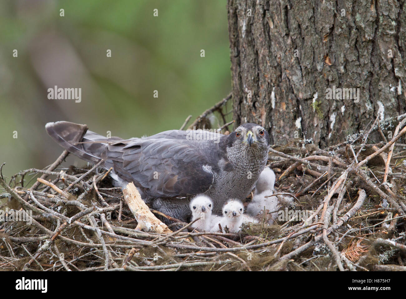 Northern Goshawk (Accipiter gentilis) female at nest with chicks ...