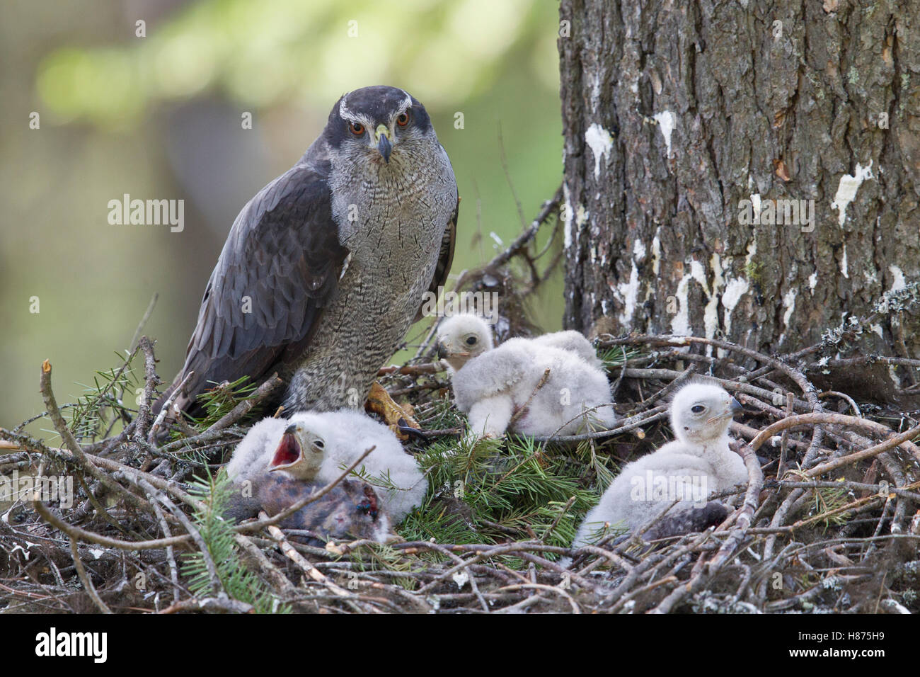 Northern Goshawk (Accipiter gentilis) female at nest with chicks ...