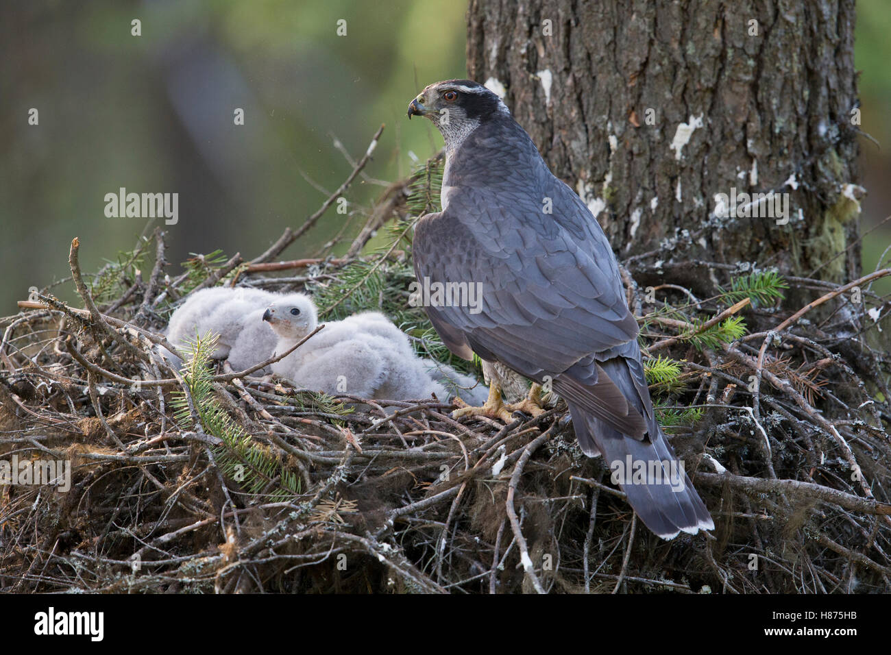 Northern Goshawk (Accipiter gentilis) female at nest with chicks ...