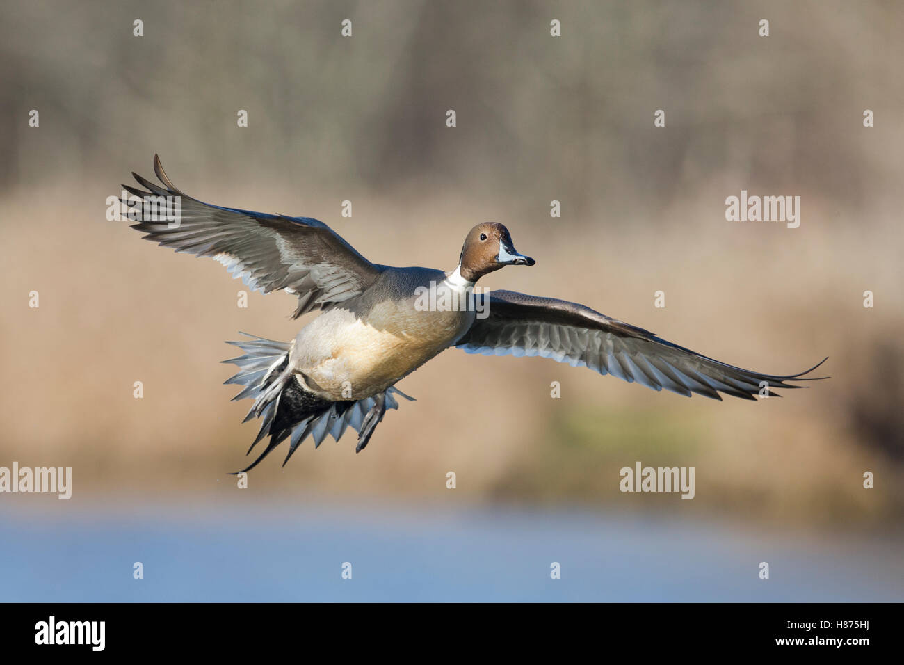 Northern Pintail (Anas acuta) drake flying, central Montana Stock Photo ...