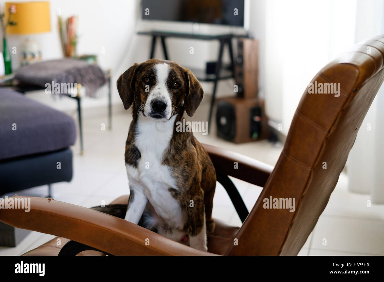 Dog mess house hi-res stock photography and images - Alamy