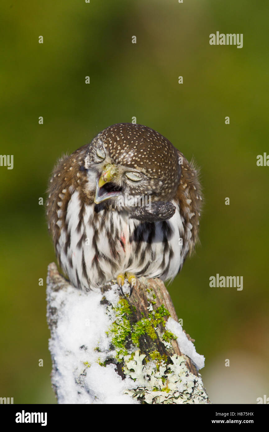 Mountain Pygmy-Owl (Glaucidium gnoma) regurgitating pellet, western ...