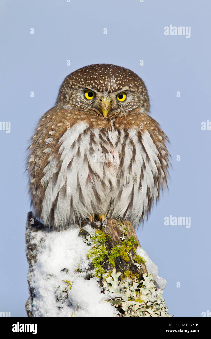Mountain Pygmy-Owl (Glaucidium gnoma), western Montana Stock Photo - Alamy