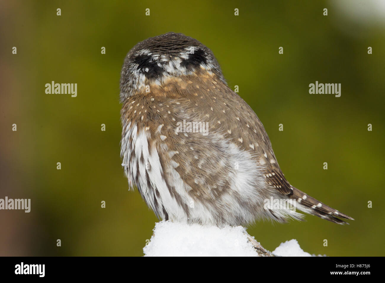Mountain Pygmy-Owl (Glaucidium gnoma) with false eye spots on back of ...