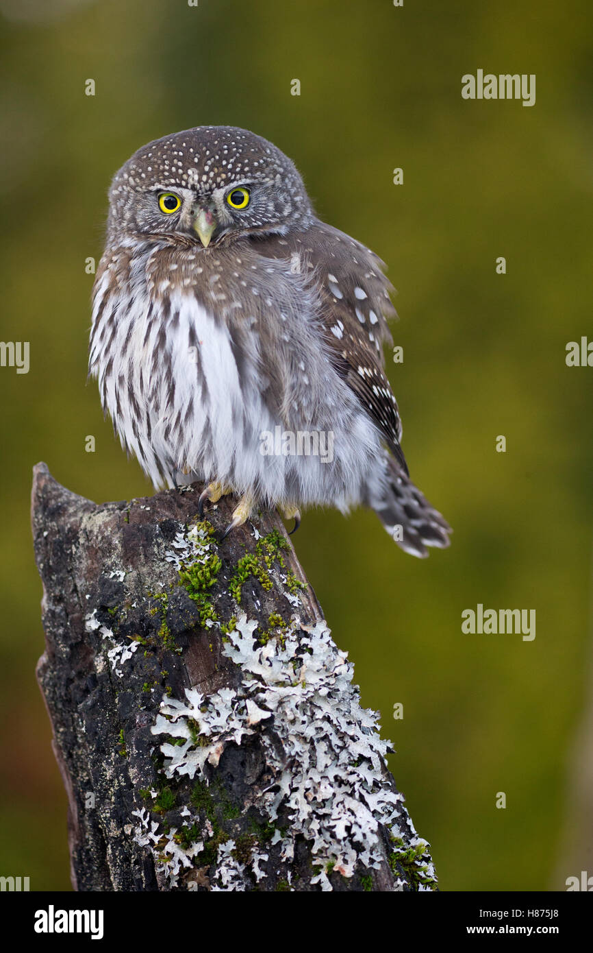 Mountain Pygmy-Owl (Glaucidium gnoma), western Montana Stock Photo - Alamy