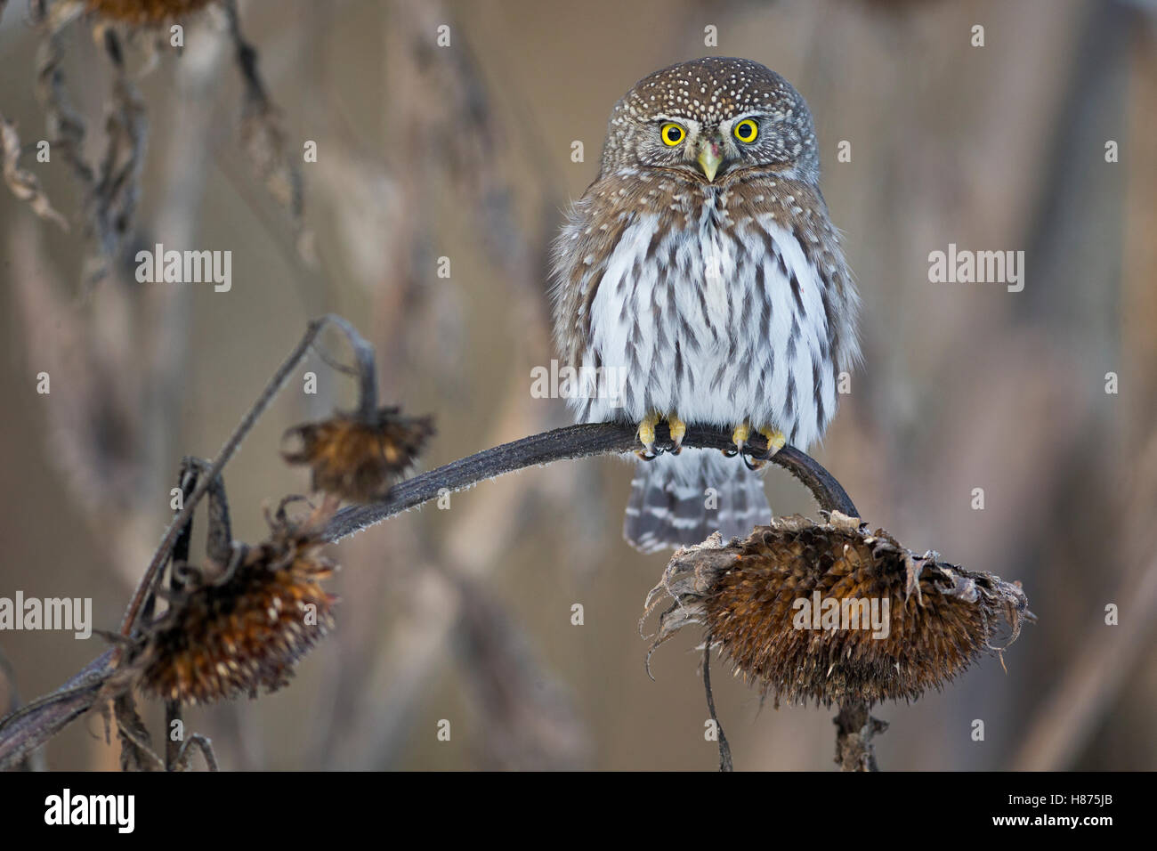 Mountain Pygmy-Owl (Glaucidium gnoma), western Montana Stock Photo - Alamy