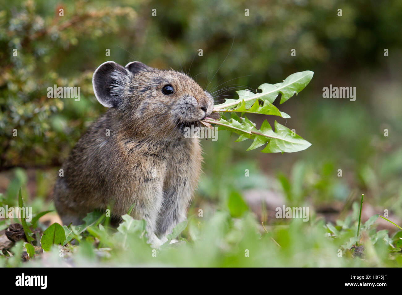 American Pika (Ochotona princeps) carrying leaves, western Montana ...