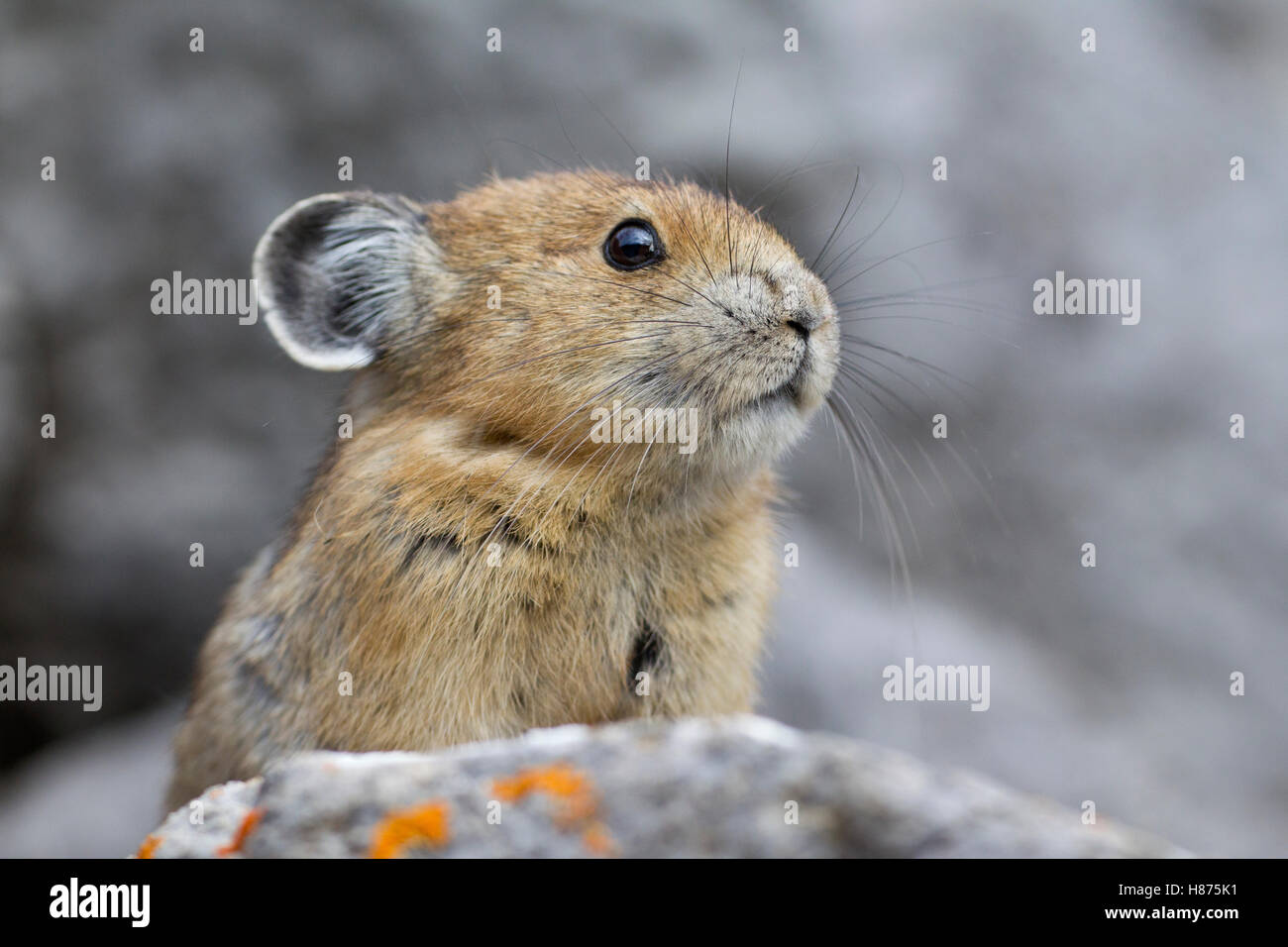 American Pika (Ochotona princeps), western Montana Stock Photo - Alamy
