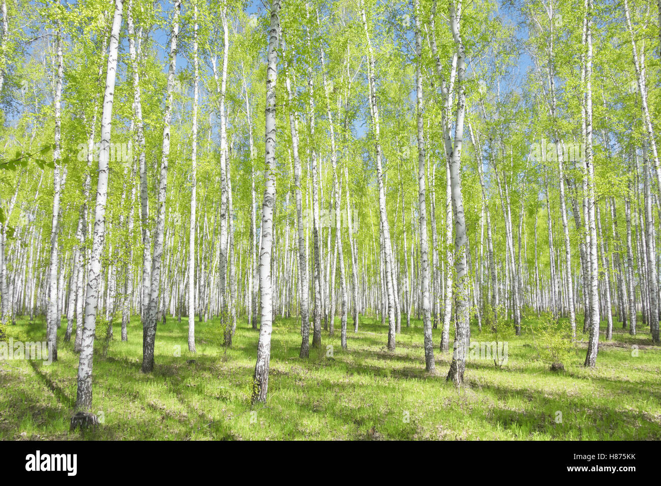 birch forest background Stock Photo - Alamy