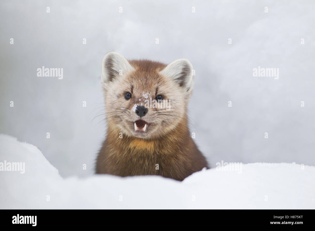 American Marten (Martes americana) in snow, western Montana Stock Photo ...