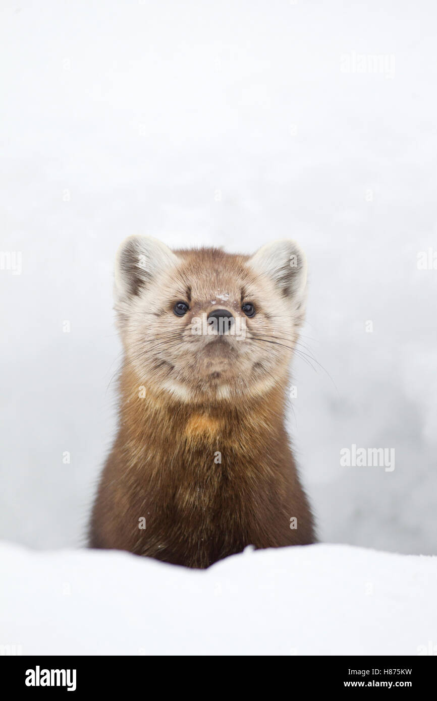 American Marten (Martes americana) in snow, western Montana Stock Photo ...