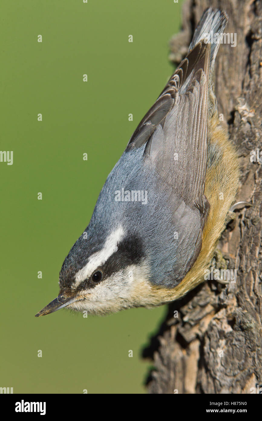 Red-breasted Nuthatch (Sitta canadensis), western Montana Stock Photo ...