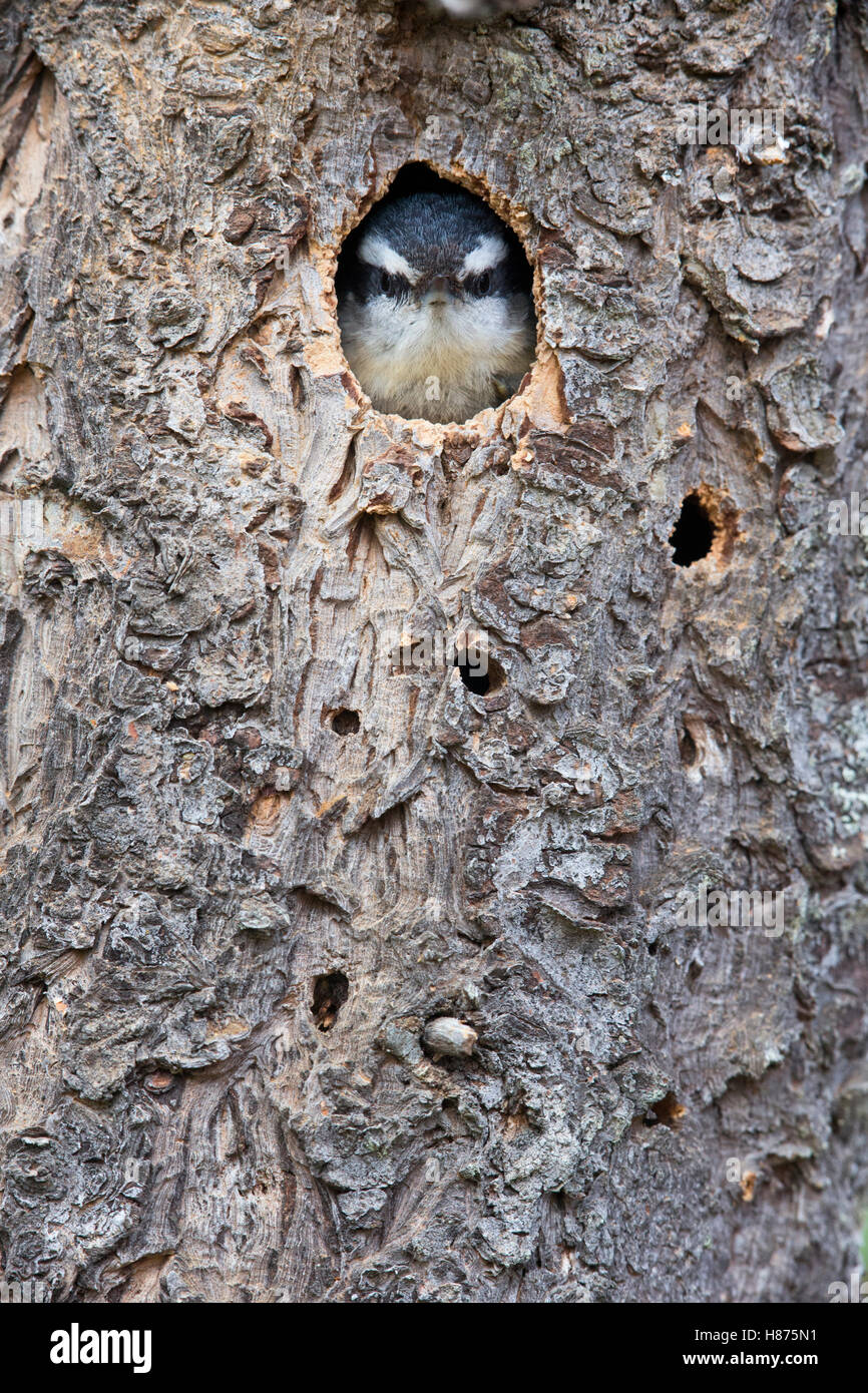 Red-breasted Nuthatch (Sitta canadensis) chick in nest cavity, western ...