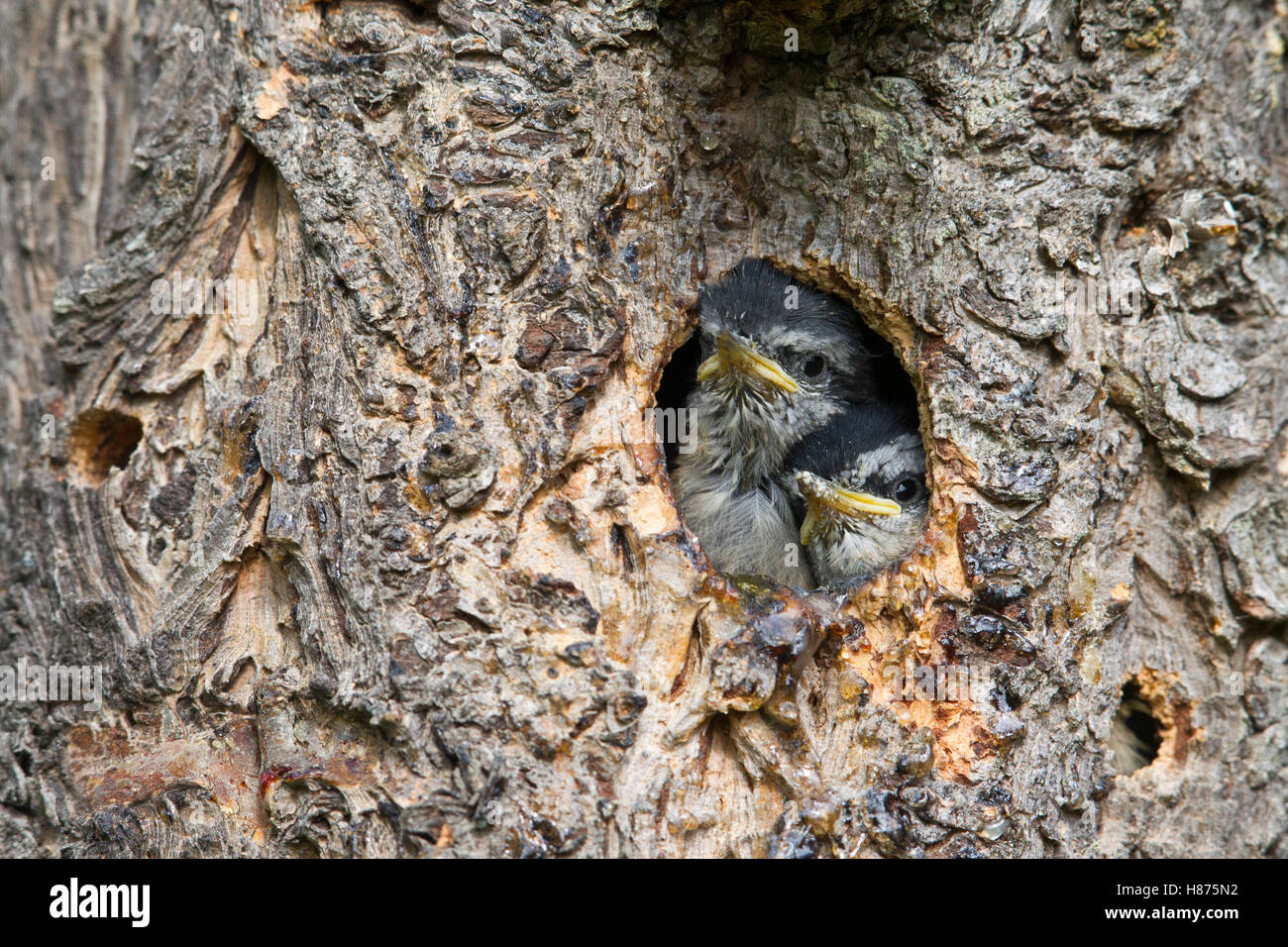 Red-breasted Nuthatch (Sitta canadensis) chicks in nest cavity, western Montana Stock Photo - Alamy