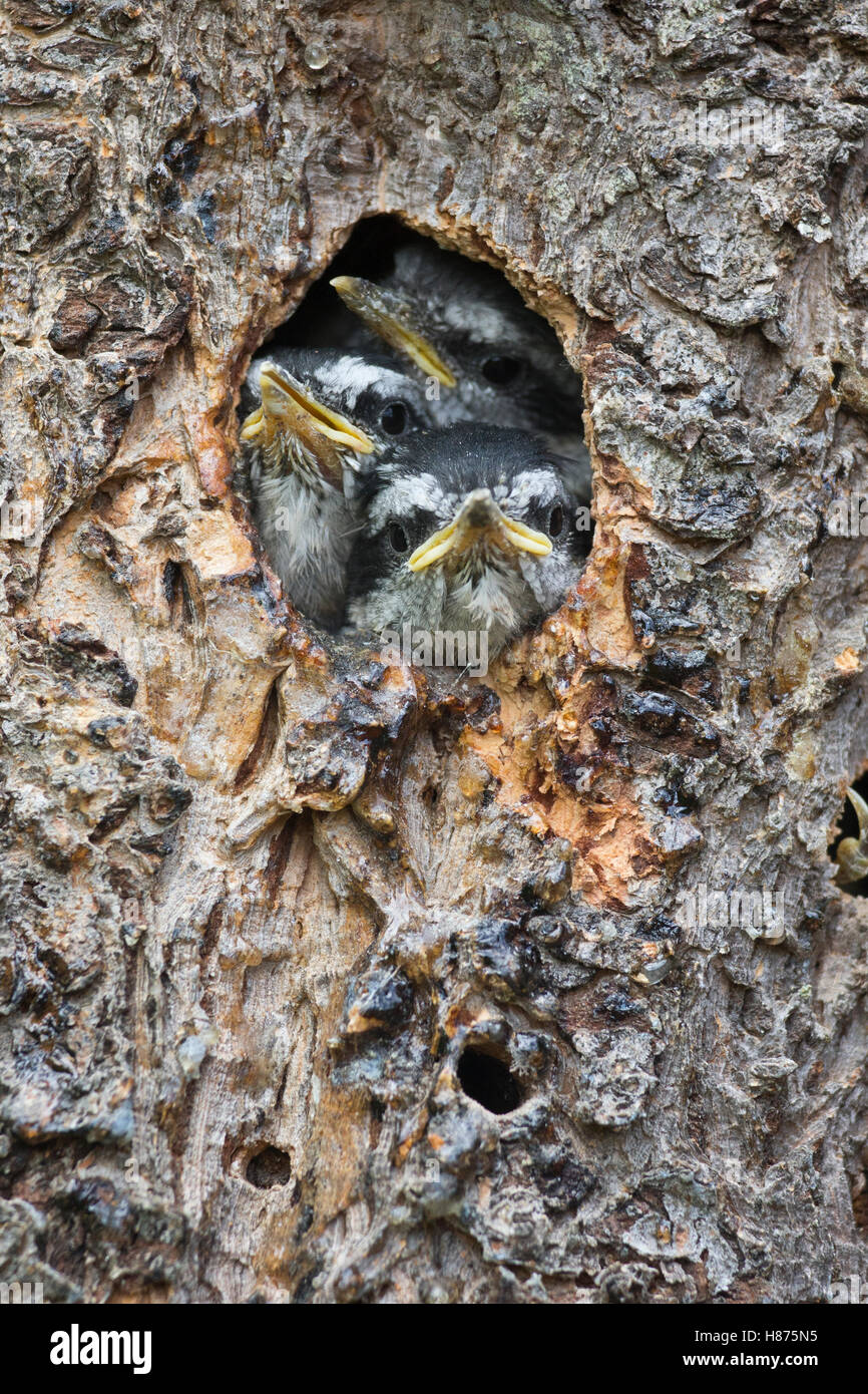 Red-breasted Nuthatch (Sitta canadensis) chicks in nest cavity, western ...