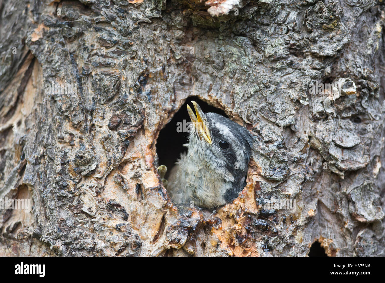 Red-breasted Nuthatch (Sitta canadensis) chick in nest cavity, western Montana Stock Photo - Alamy