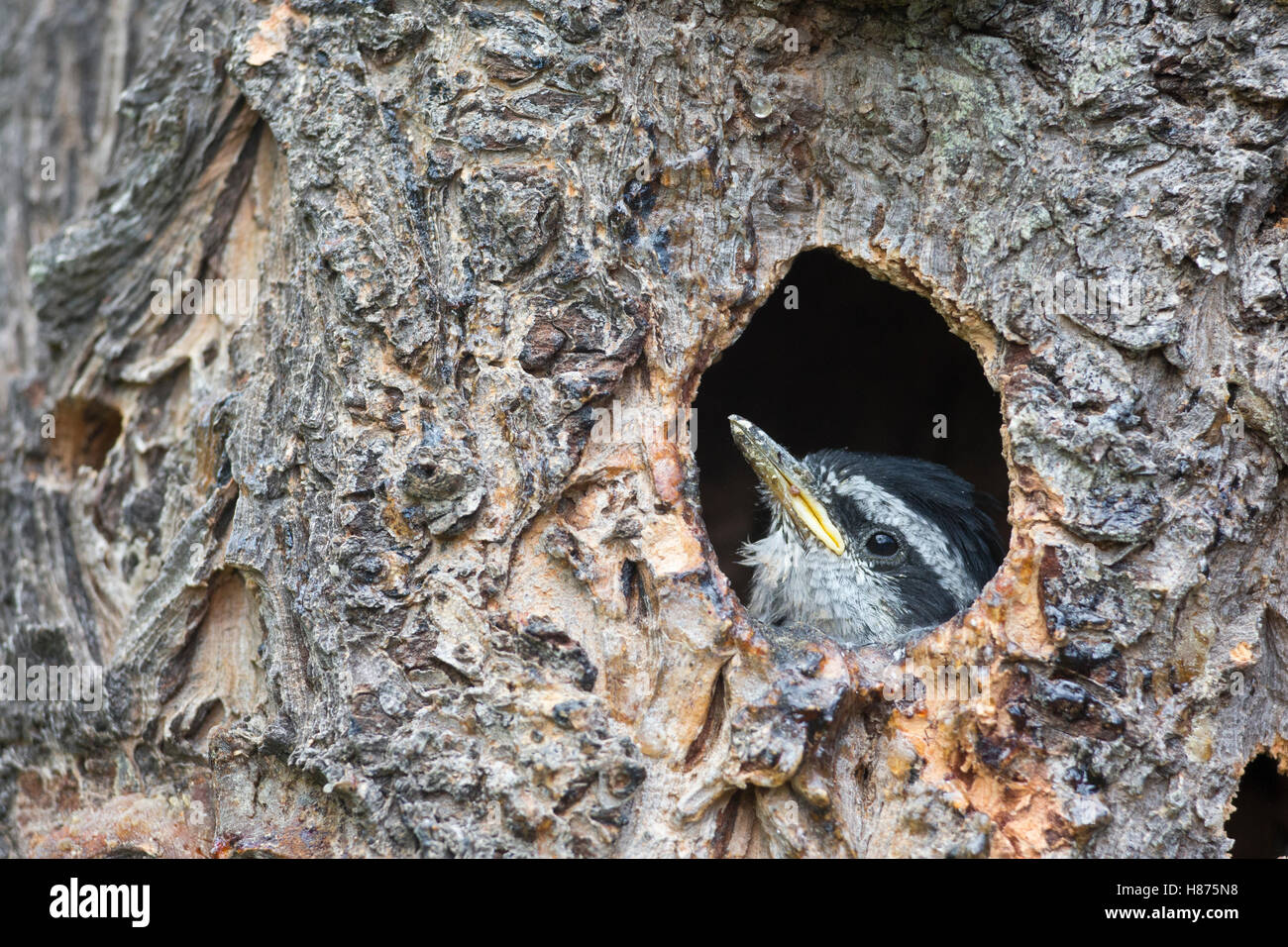 Red-breasted Nuthatch (Sitta canadensis) chick in nest cavity, western ...