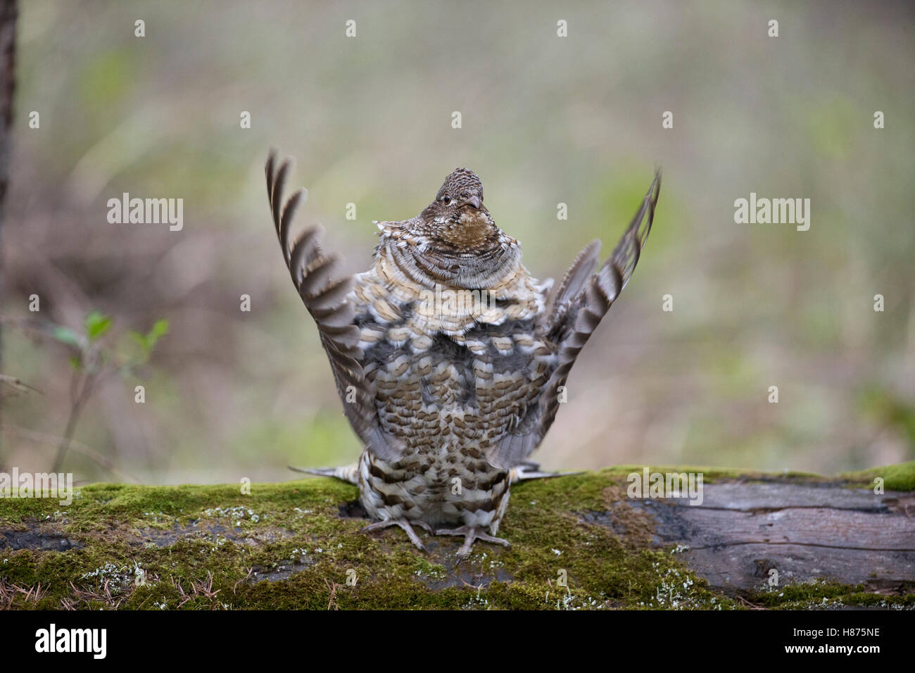 Ruffed Grouse (Bonasa umbellus) male drumming during courtship display ...