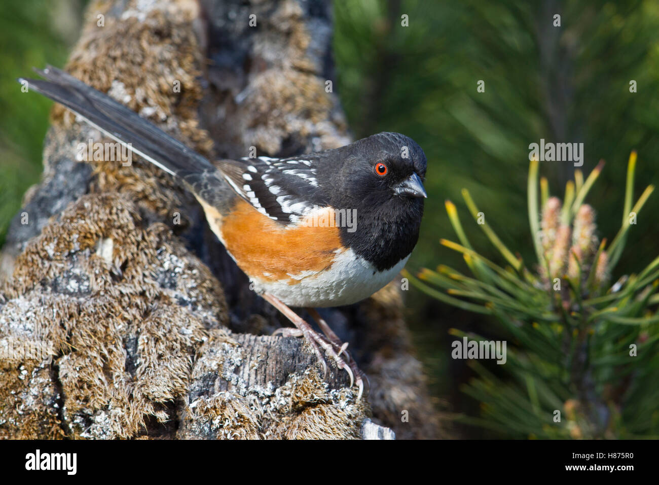 Spotted Towhee (Pipilo maculatus) male, western Montana Stock Photo - Alamy