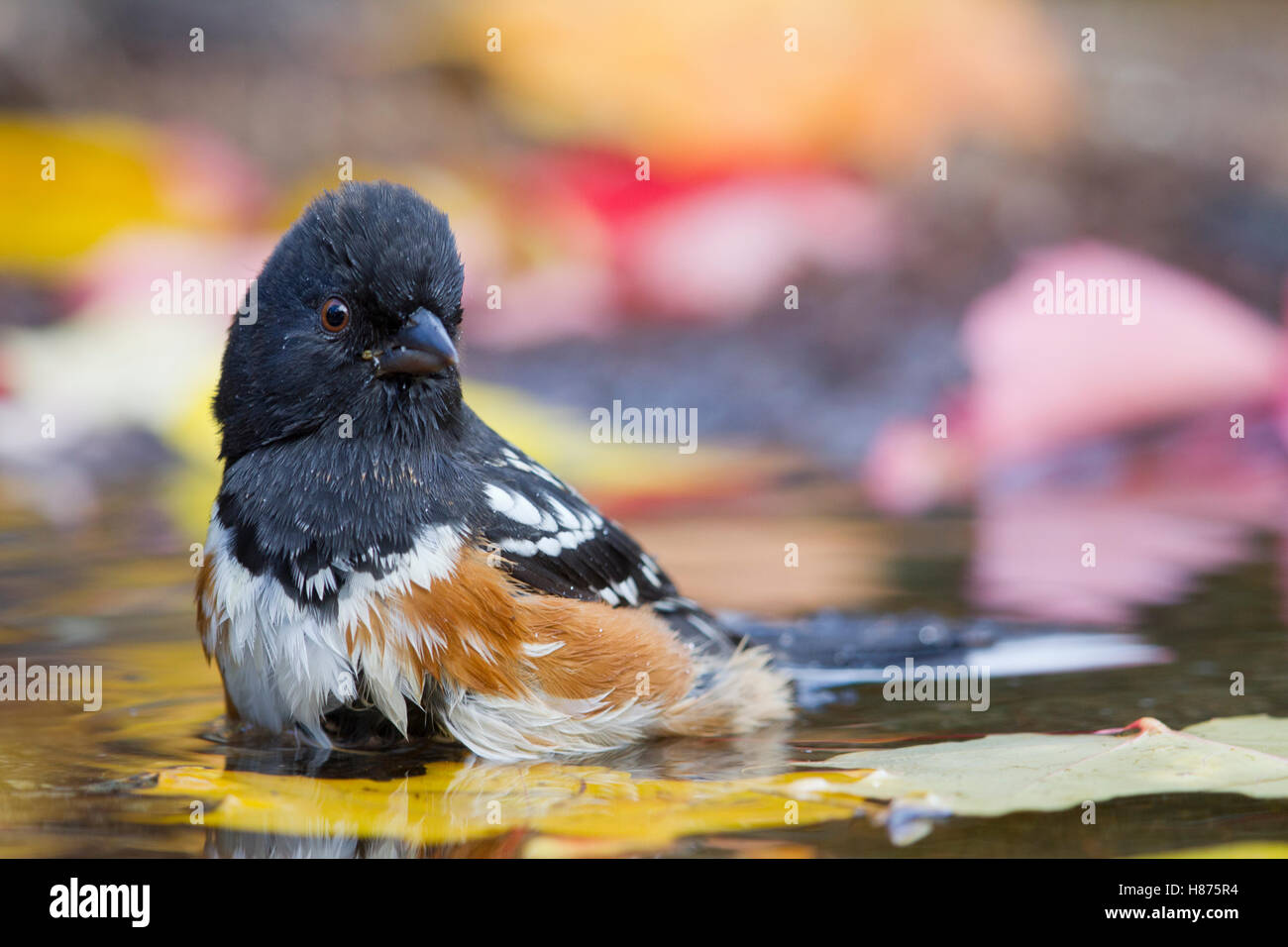 Spotted Towhee (Pipilo maculatus) male bathing, western Montana Stock ...