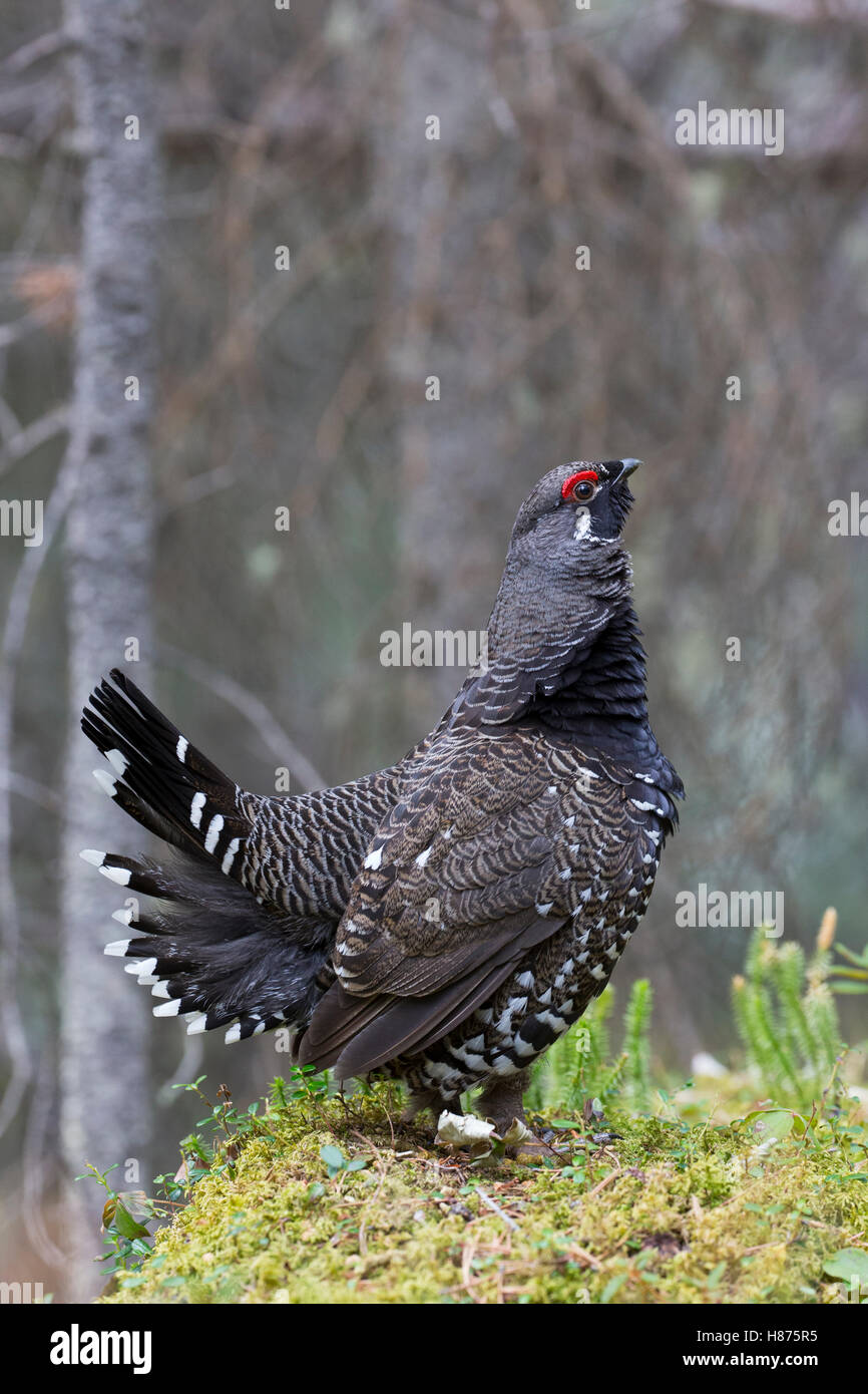 Spruce Grouse (Falcipennis canadensis) male in courtship display in ...
