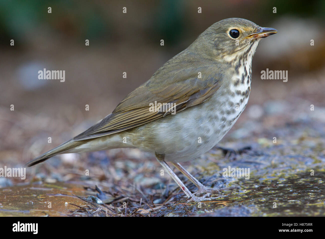Swainson's Thrush (Catharus ustulatus) at pond, western Montana Stock ...