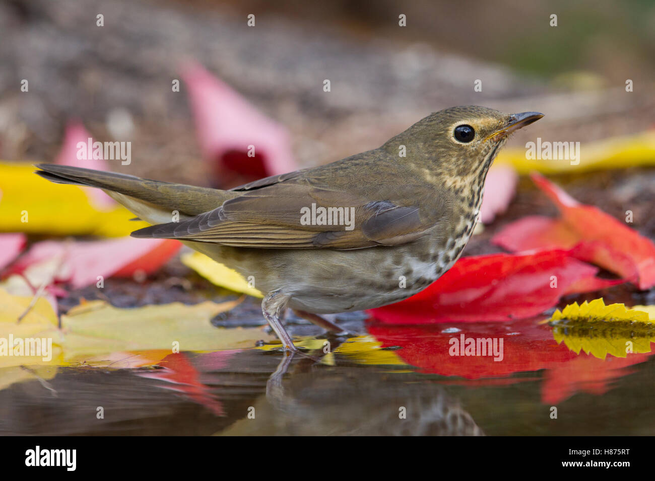 Swainson's Thrush (Catharus ustulatus) at pond, western Montana Stock ...