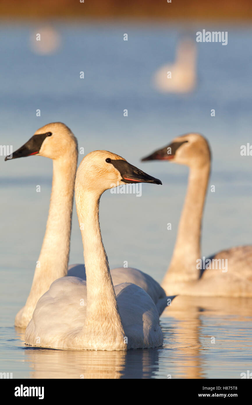 Trumpeter Swan (Cygnus buccinator) trio swimming, southern Alaska Stock ...