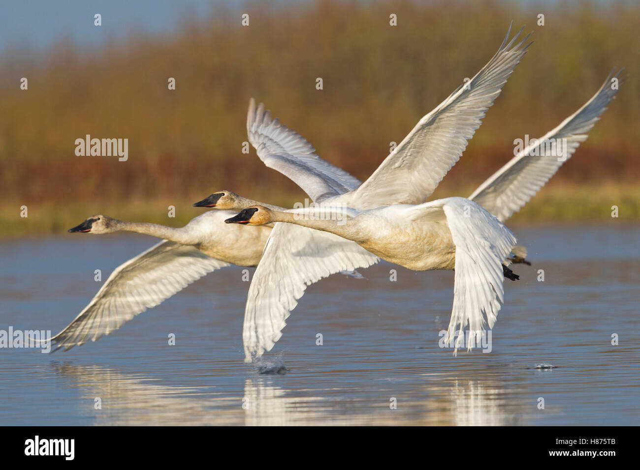 Trumpeter Swan (Cygnus buccinator) trio flying, southern Alaska Stock ...