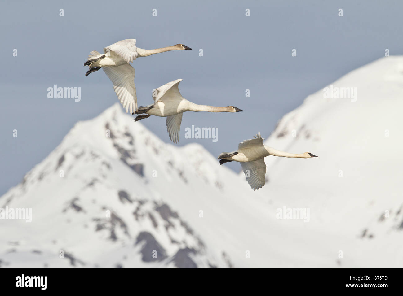 Trumpeter Swan (Cygnus buccinator) trio flying, southern Alaska Stock ...