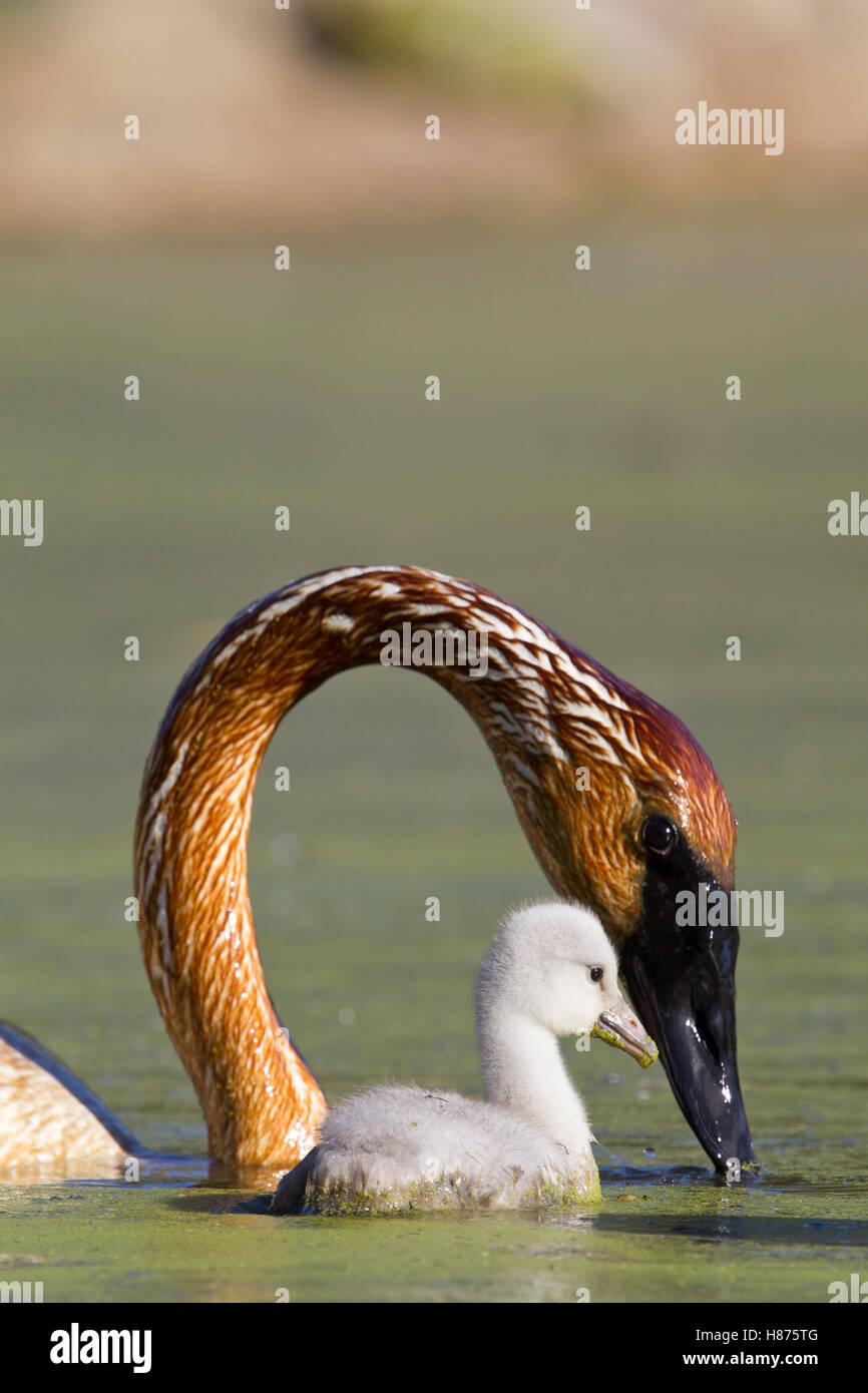 Trumpeter Swan (Cygnus buccinator) parent with cygnet, western Montana ...