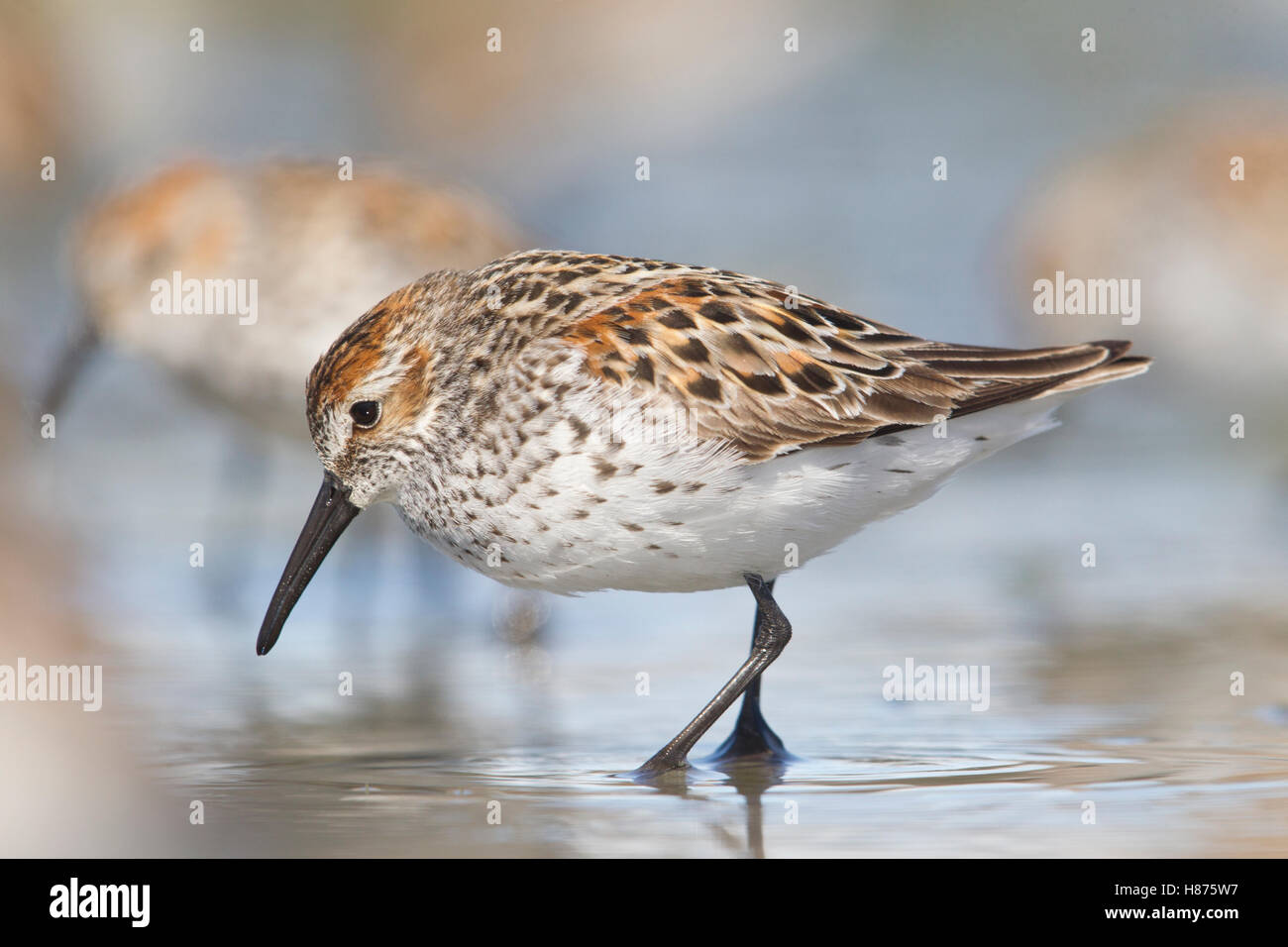 Western Sandpiper (Calidris mauri) group foraging, Cordova, Alaska ...