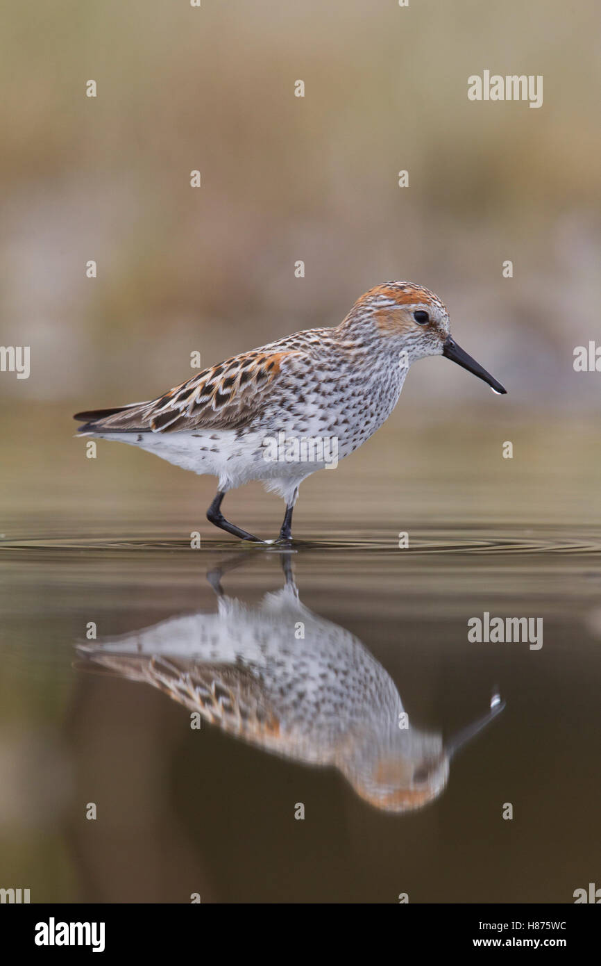 Western Sandpiper (Calidris mauri) wading, Cordova, Alaska Stock Photo ...