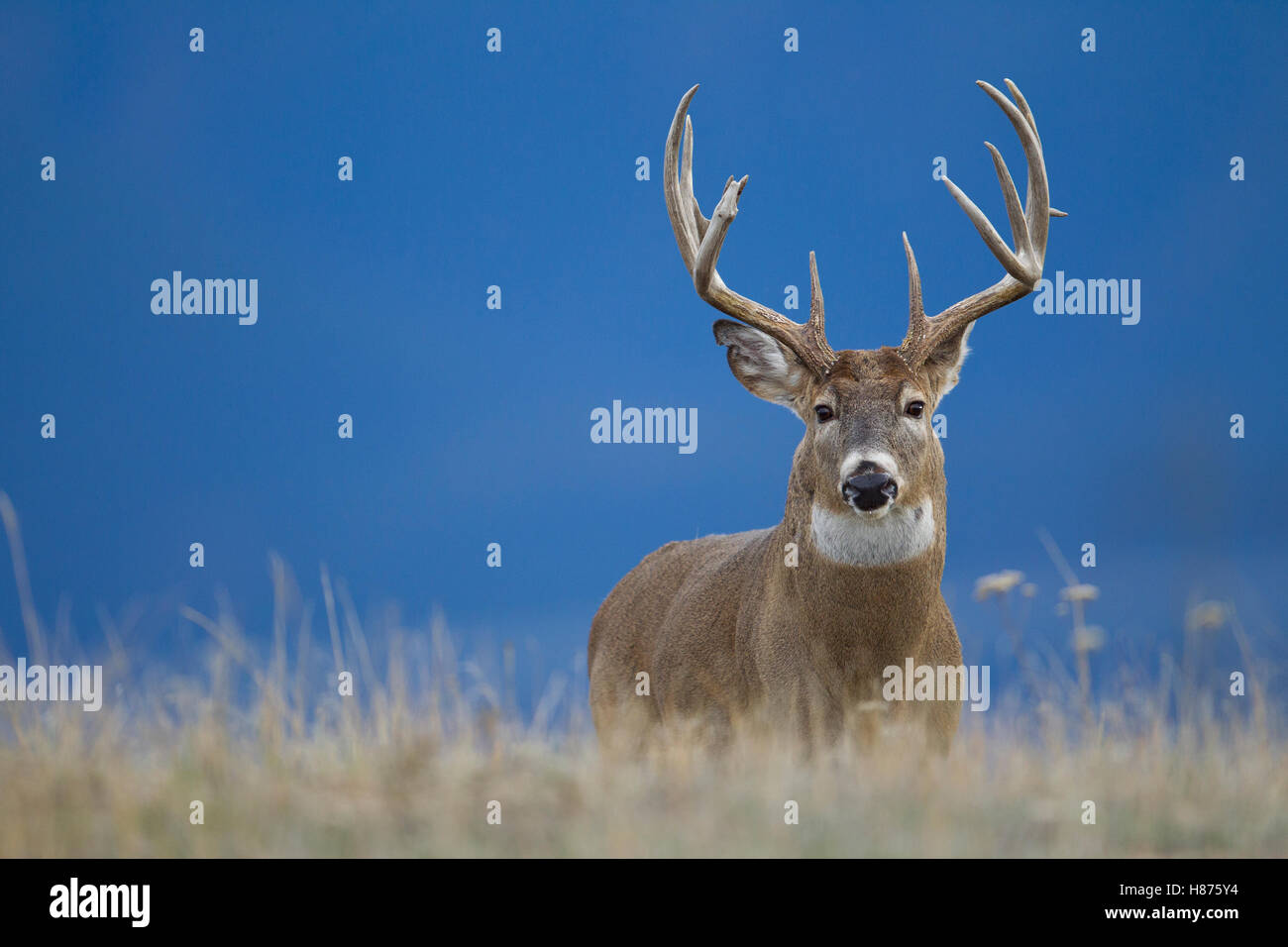 White Tailed Deer Odocoileus Virginianus Buck Central Montana Stock