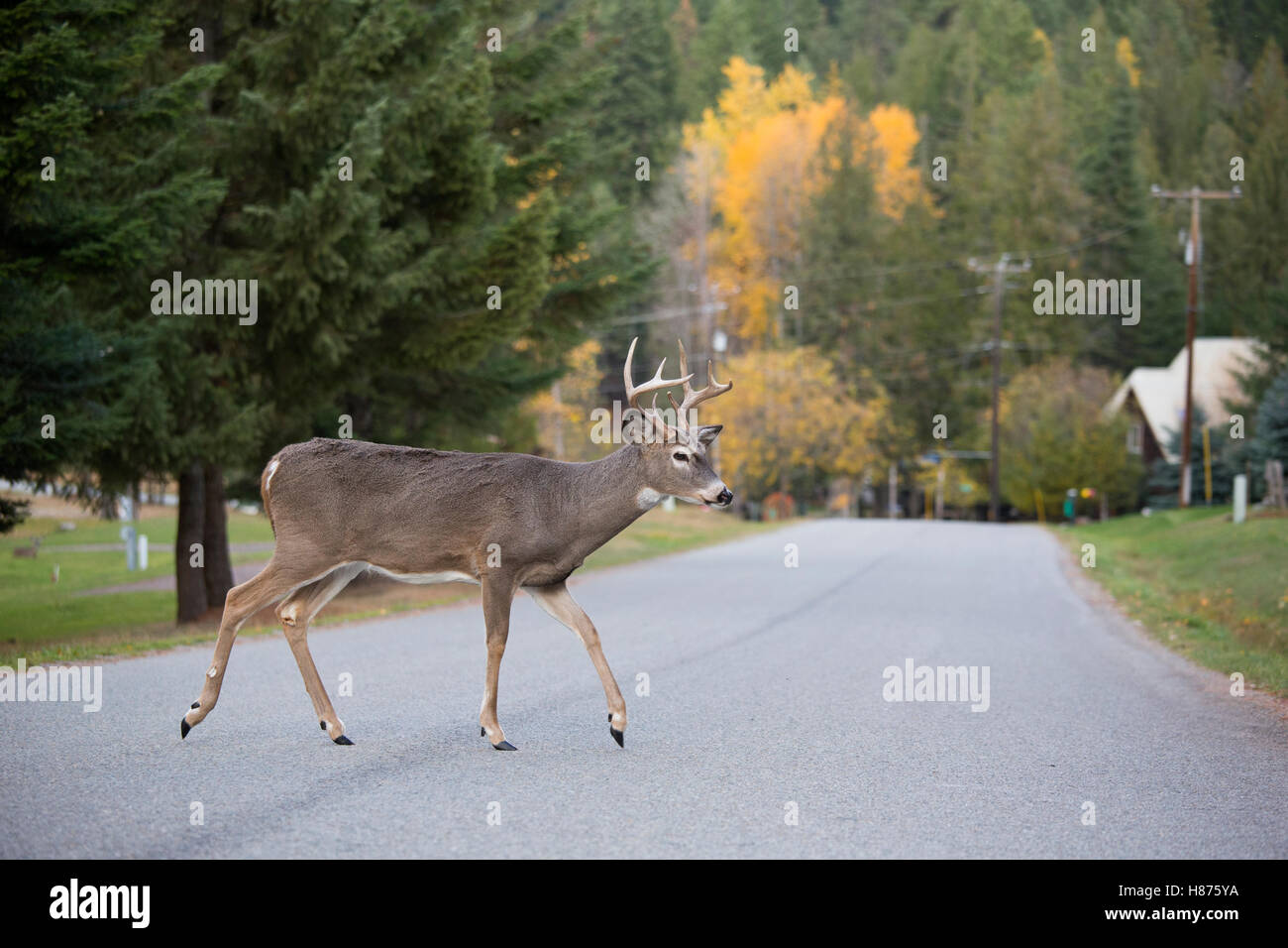 White-tailed Deer (Odocoileus virginianus) buck crossing road, central ...