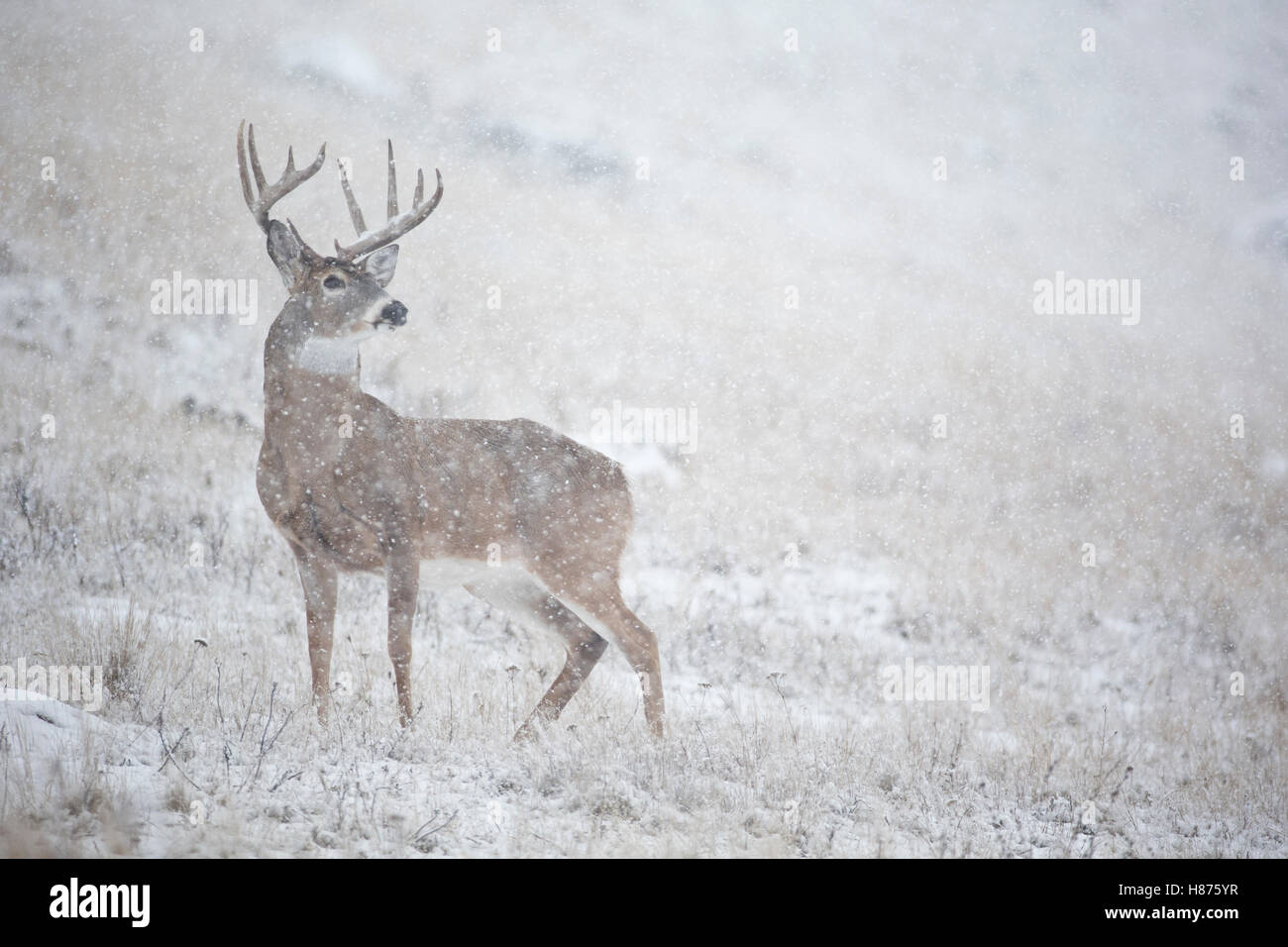 White-tailed Deer (Odocoileus virginianus) buck in heavy snowfall ...