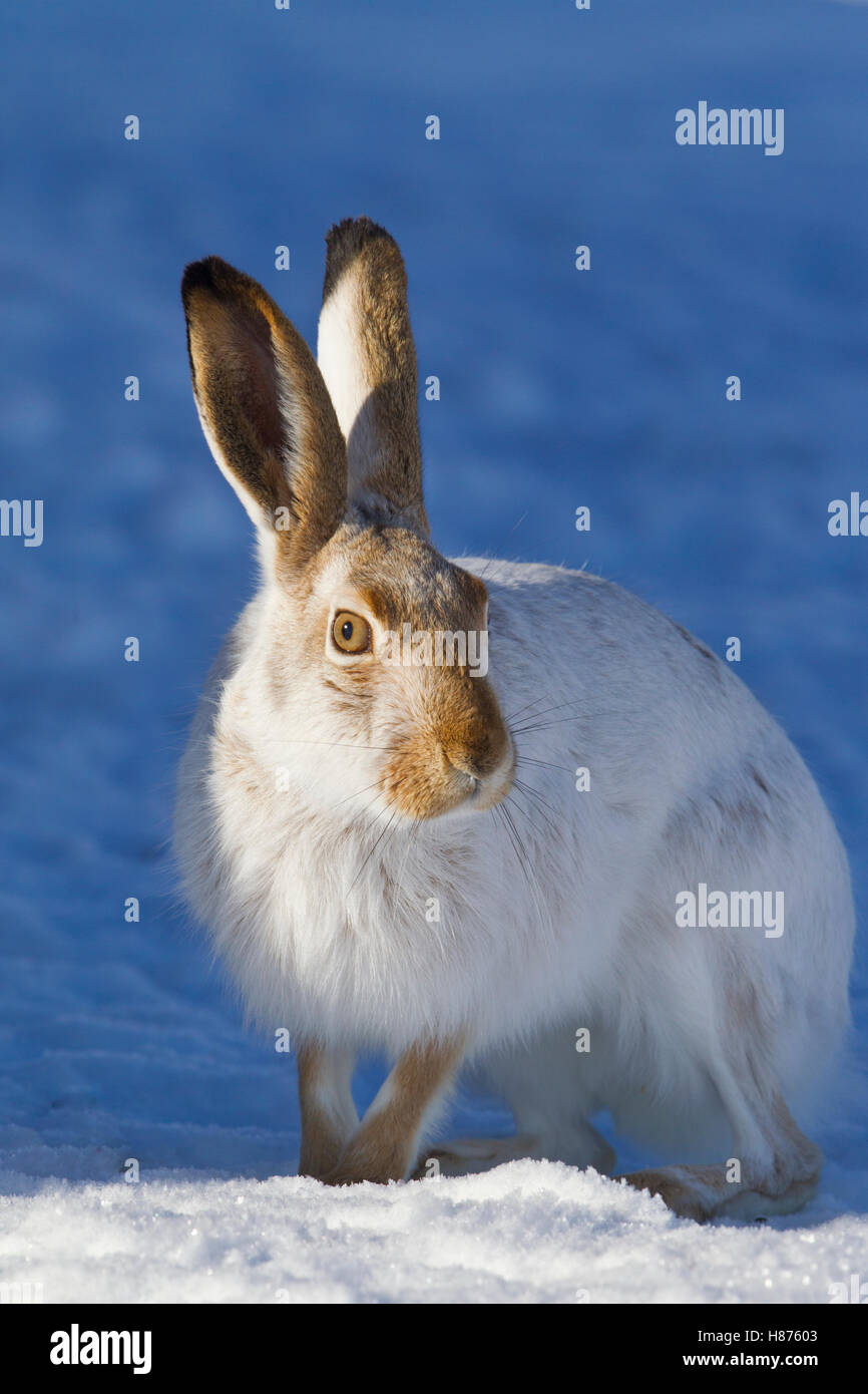 White-tailed Jack Rabbit (Lepus townsendii) in winter, central Montana ...