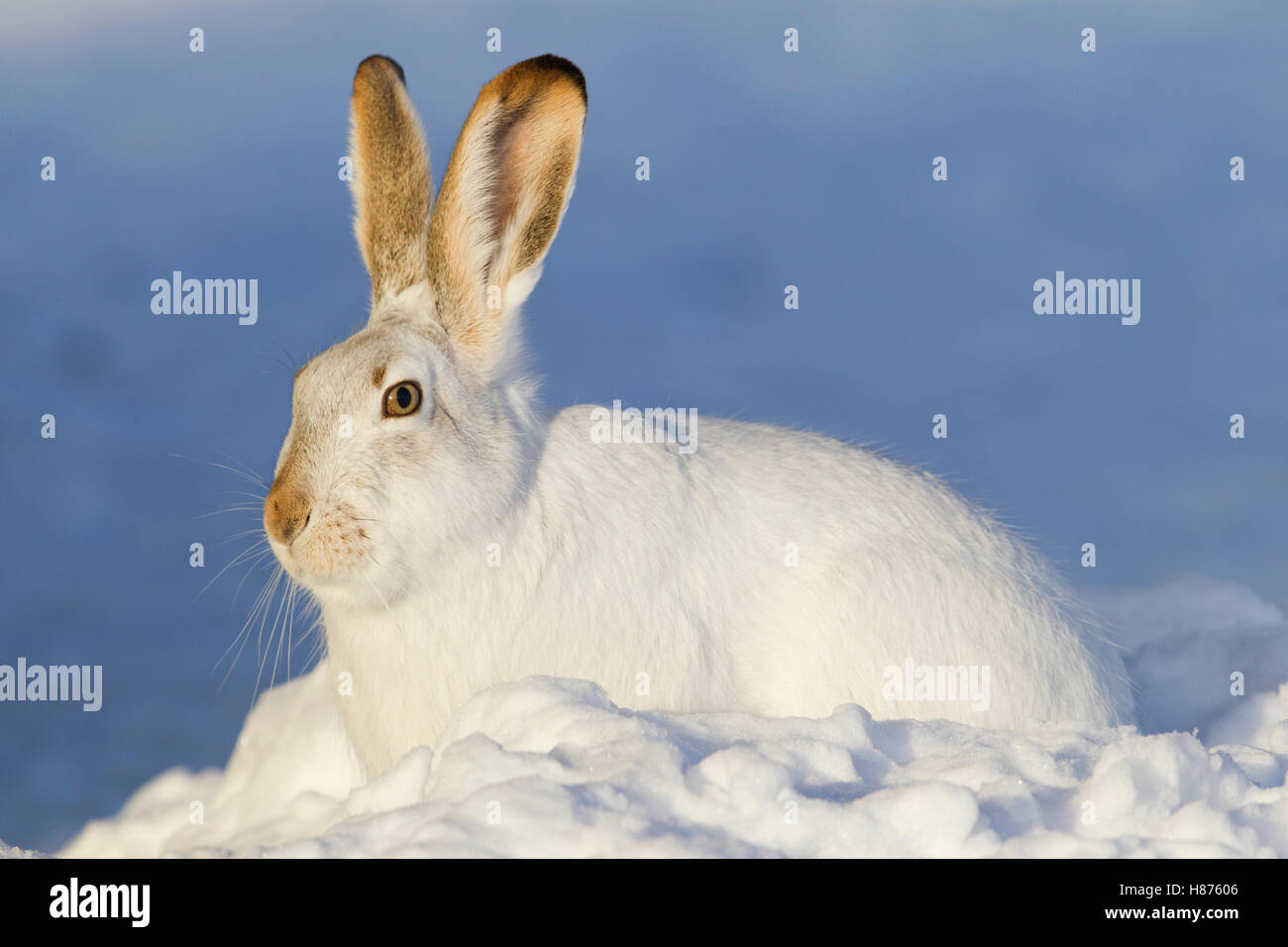 White-tailed Jack Rabbit (Lepus townsendii) in winter, central Montana ...