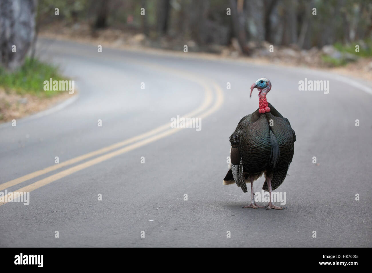 Wild Turkey (Meleagris gallopavo) tom on road, southern Arizona Stock ...