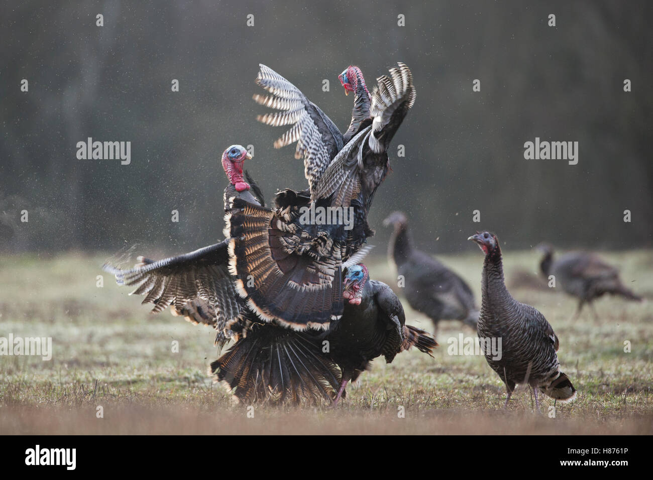 Wild Turkey (Meleagris gallopavo) males fighting, western Montana Stock ...