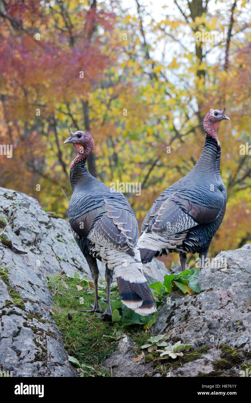 Wild Turkey (Meleagris gallopavo) toms, western Montana Stock Photo - Alamy